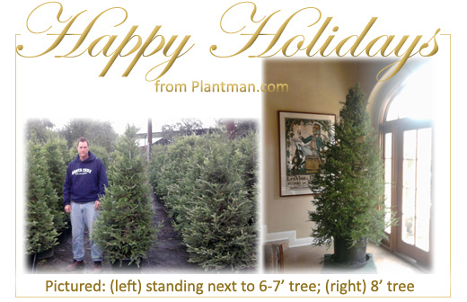 Rent A Christmas Tree Would You Ever Rent Your Christmas Tree ...